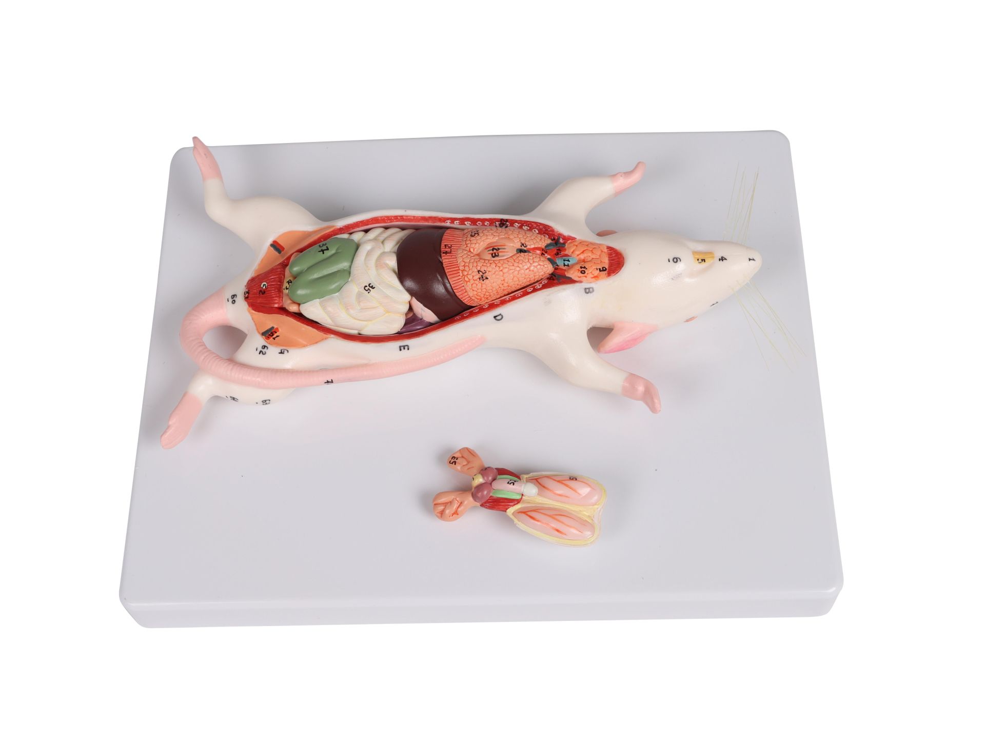 Rat Dissection Model | VET0821